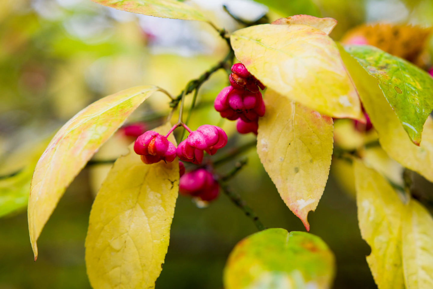 Fruit of the Poisonous Tree | Criminal Defense Attorney | Dennis